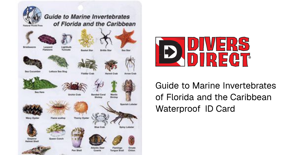 Guide to Marine Invertebrates of Florida and the Caribbean Waterproof ...