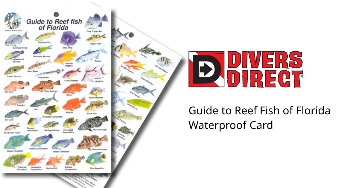 Guide to Reef Fish of Florida Waterproof Card